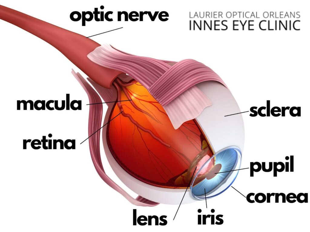 The Ocular System: Understanding Eye Anatomy - Laurier Optical | Innes ...